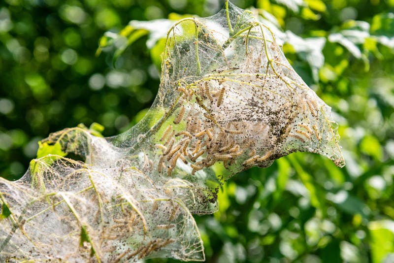 A Fall Webworm Nest on a Leafy Tree, Filled with Larvae. Stock Image ...