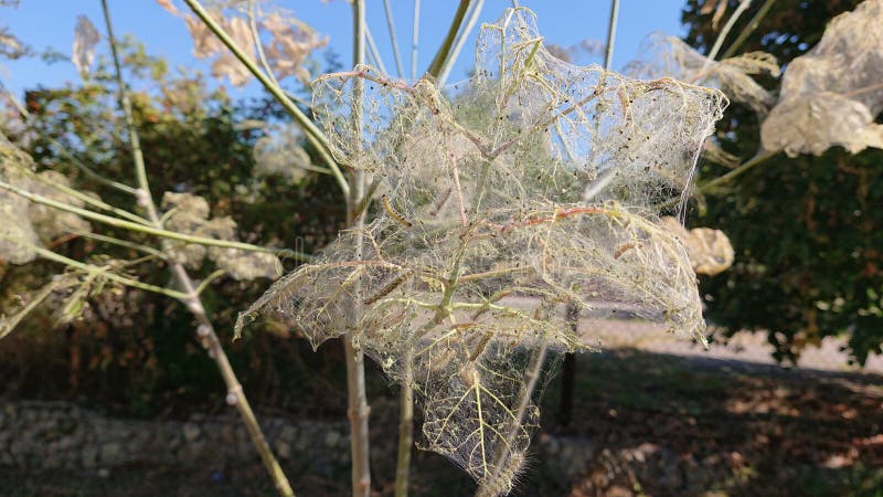 Fall Webworm Web with Larva on a Tree Stock Image - Image of kherson ...