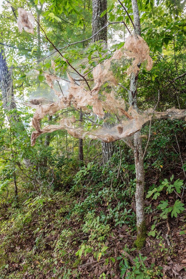 Fall webworm webbing stock image. Image of america, forest - 138298013