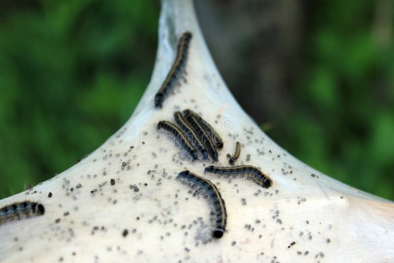 Fall webworms stock photo. Image of white, nest, webworms - 24423872