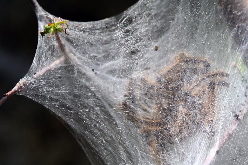 Fall Webworms - Hyphantria Cunea Stock Photo - Image of pest ...