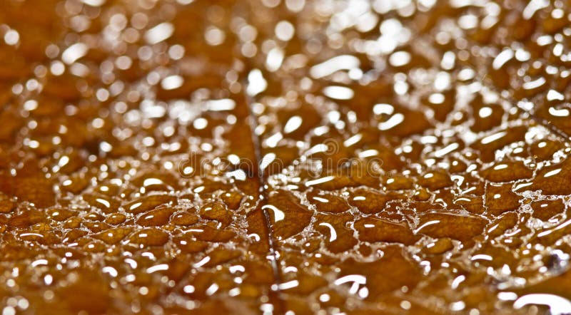 Fall wet leaf closeup stock image. Image of bright, drops - 7116425