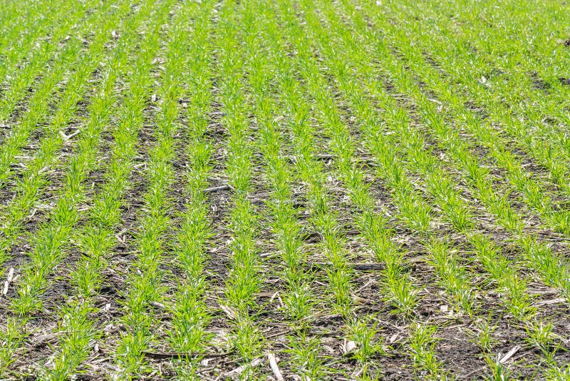 Fall wheat field stock photo. Image of sowing, pass, field - 94470260