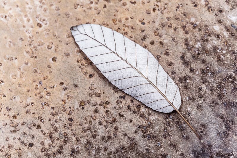 The fall of a white leaf stock image. Image of white - 45861425