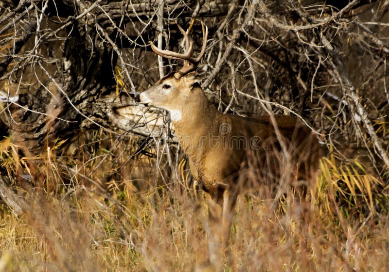 Fall White-tailed Buck Looking at the River Stock Photo - Image of ...