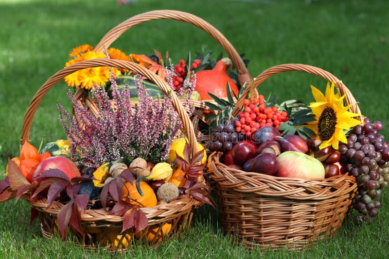 Cornucopia, the Horn of Plenty Stock Photo - Image of yellow, harvest ...