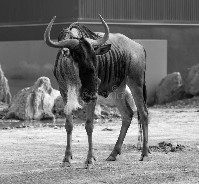 In Fall the Wildebeest or Wildeba Stock Photo - Image of bovine ...