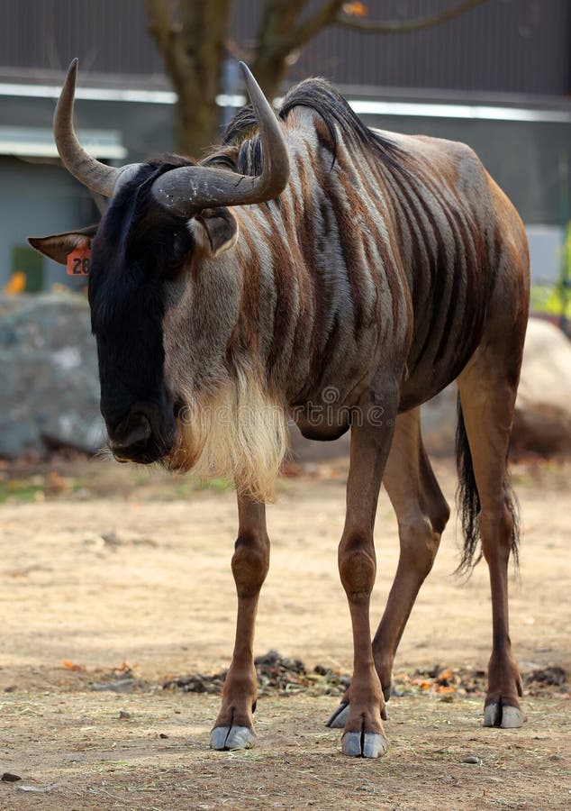 In Fall the Wildebeest or Wildeba Stock Image - Image of herbivorous ...