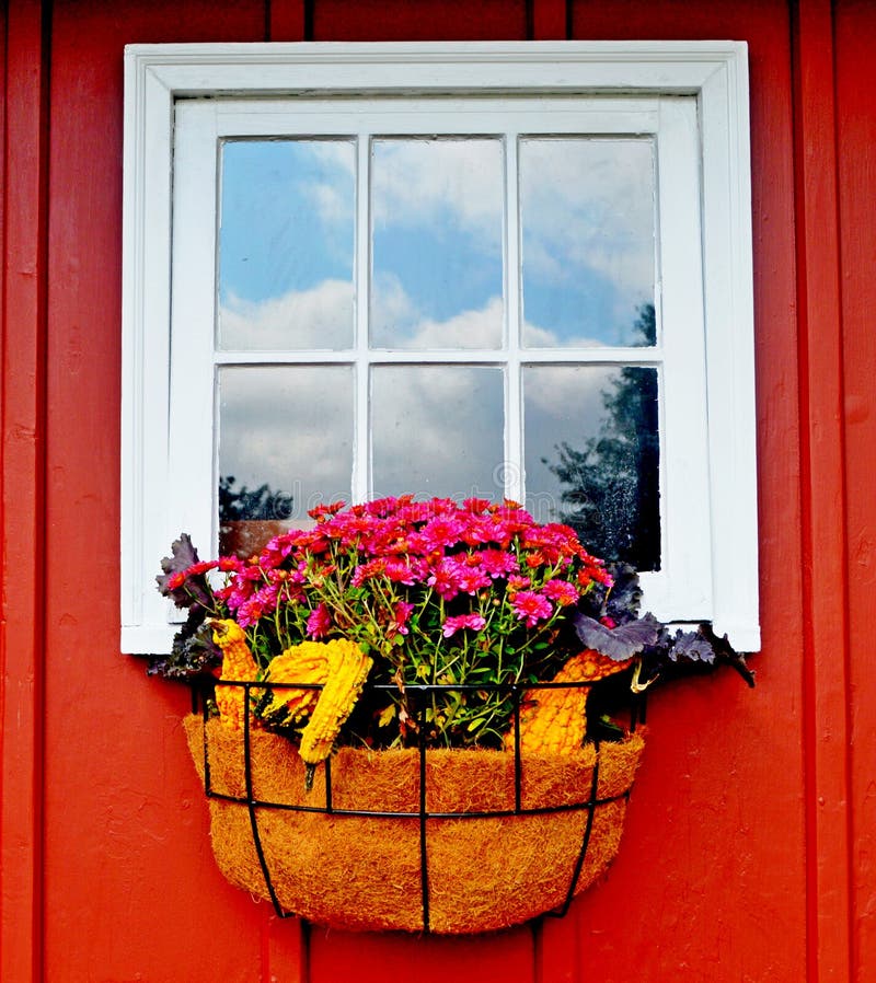Fall Window Box on the Farm Stock Image - Image of mums, farm: 157327445