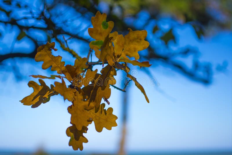 Fall, the Withering Leaves on a Tree Branch Stock Image - Image of ...