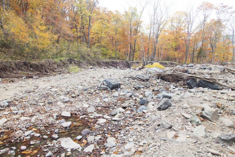 Fall in the wood stock photo. Image of green, leaves - 101798248