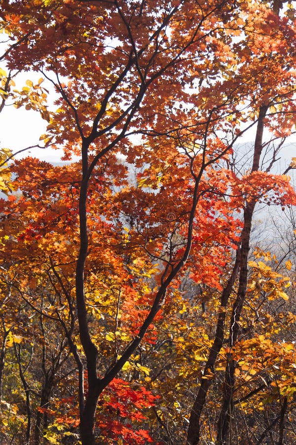 Fall in the wood stock photo. Image of forest, scene - 101798822