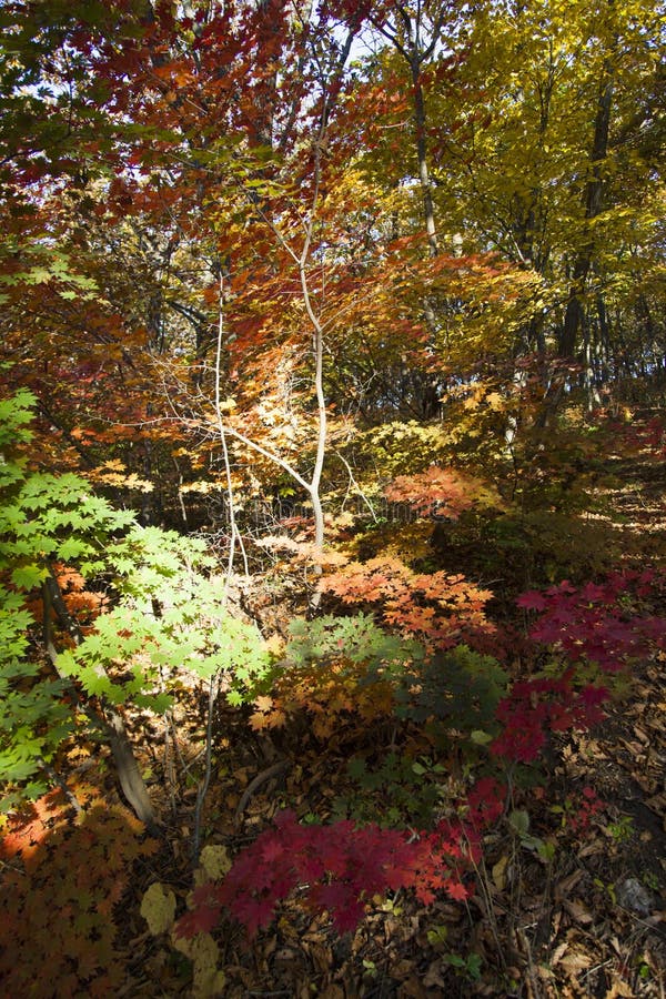 Fall in the wood stock photo. Image of park, autumn - 101799348