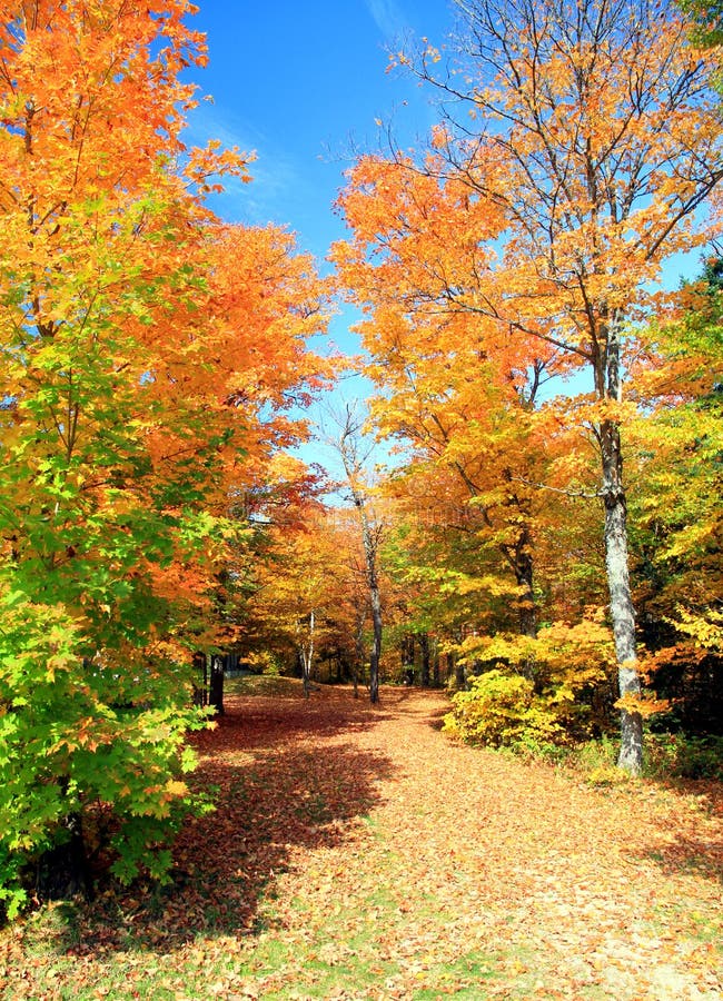 Fall Wood stock photo. Image of forest, deciduous, magical - 50534904