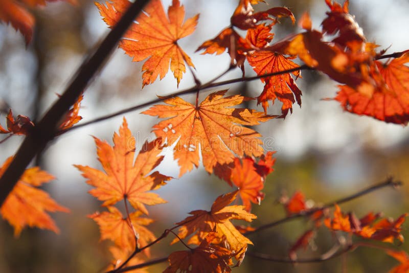 Fall in the wood stock photo. Image of branch, beautiful - 101798694