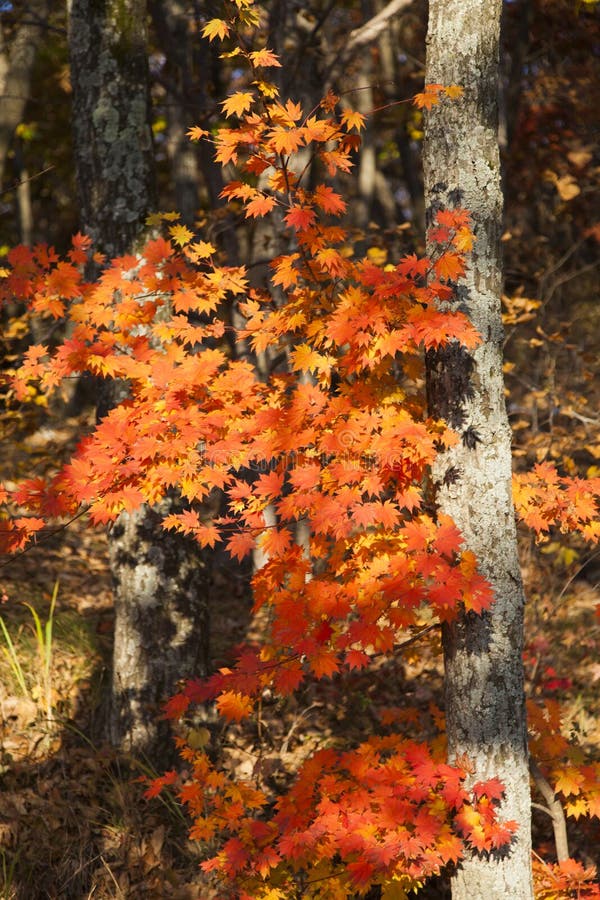 Fall in the wood stock photo. Image of fall, green, plant - 101798630