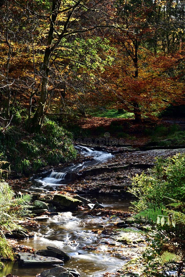 Fall woodland and stream stock image. Image of river - 80387995