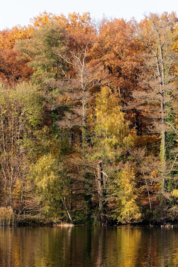 Fall Woods at Lake stock image. Image of river, birch - 34296465