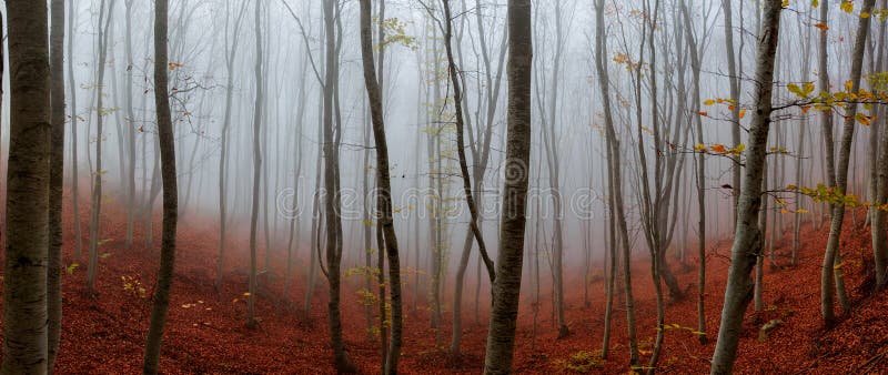 Fall in the woods stock photo. Image of forest, ecology - 35283948