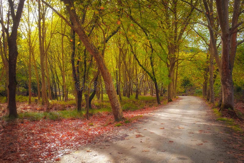 Fall in the Woods stock photo. Image of mood, color, national - 82799964