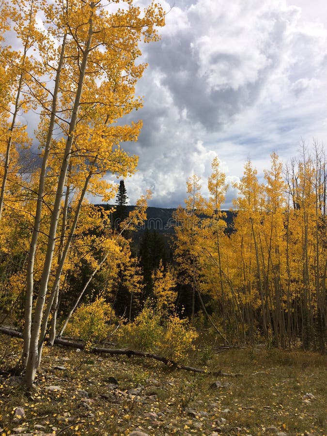 Fall in Wyoming stock image. Image of nature, wyoming - 47679869