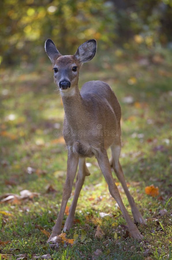 Fall yearling stock image. Image of whitetail, yellow - 7077883