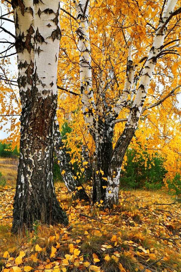 Yellow Birch Leaves in the Autumn on the Lake Stock Image - Image of ...