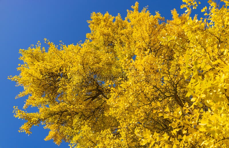 Fall Yellow Foliage stock image. Image of fall, republic - 234363763