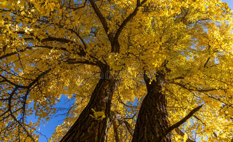 Fall Yellow Foliage stock image. Image of yellow, leaves - 234363799