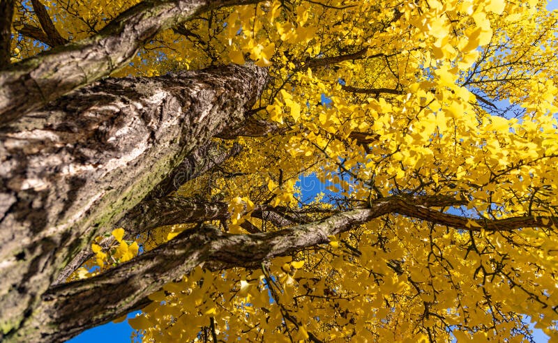 Fall Yellow Foliage stock image. Image of czechia, leaves - 234363831