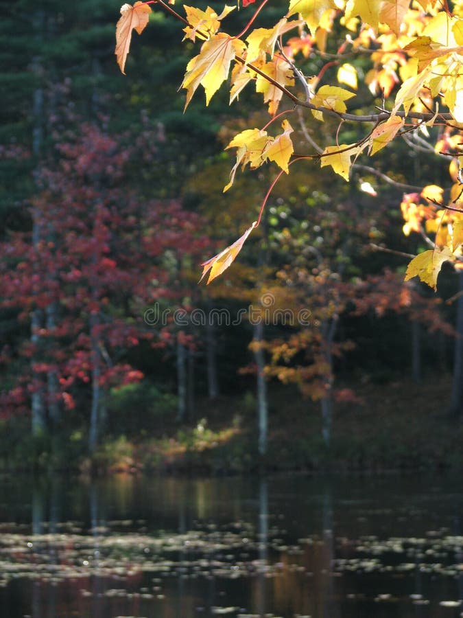 Fall: Yellow Leaves Dark Pond Stock Image - Image of pond, lake: 11390583