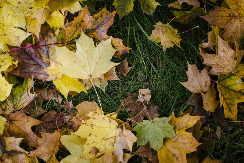 Fall Yellow Leaves on Green Grass, Texture. Stock Image - Image of ...