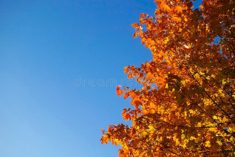 Fall Yellow Maple Leaves in the Blue Sky Stock Image - Image of outside ...