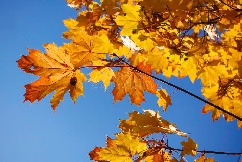 Fall Yellow Maple Leaves in the Blue Sky Stock Photo - Image of ...