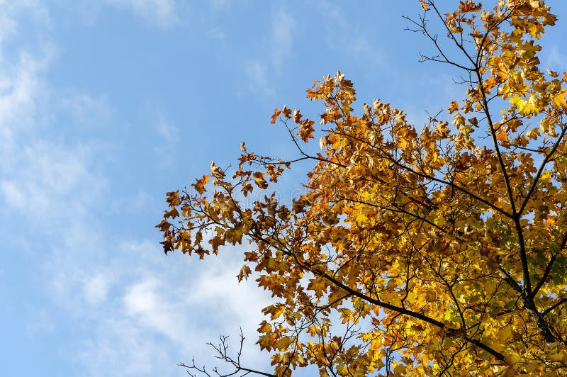 Fall Yellow Maple Leaves in the Blue Sky Stock Image - Image of beauty ...