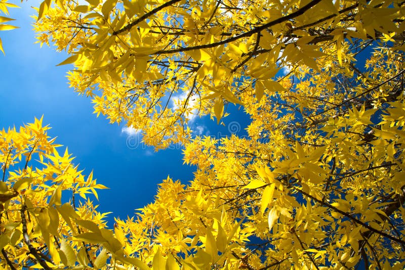 Fall Yellow Maple Leaves in Blue Sky Stock Photo - Image of concepts ...