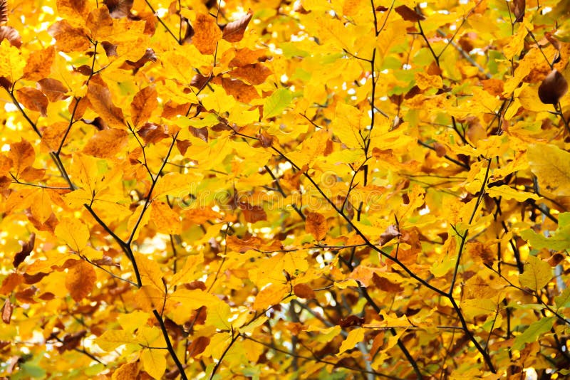 Fall yellow maple leaves stock image. Image of border - 93257961