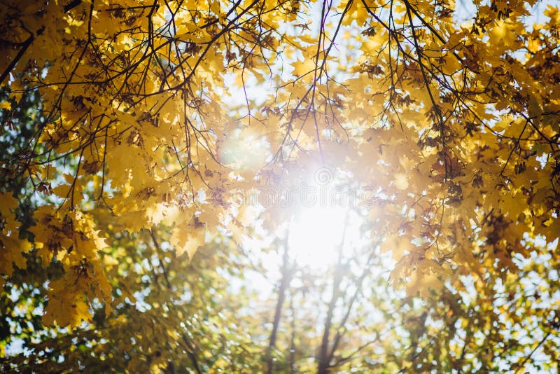 Fall Yellow Maple Leaves and Trees in the Blue Sky Stock Photo - Image ...