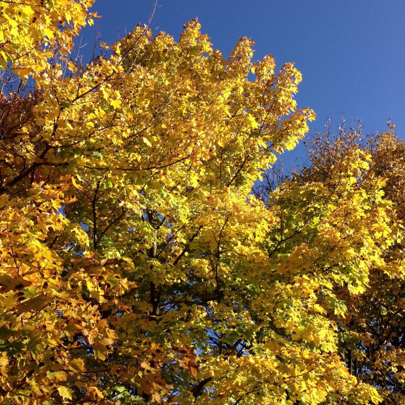 Fall yellow sky tree stock photo. Image of fall, yellow - 73753704