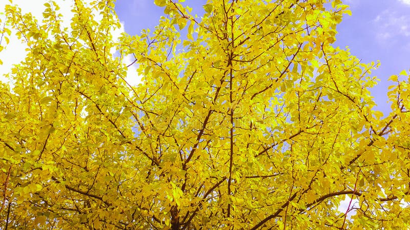 Fall yellow tree stock photo. Image of forest, tree, foliage - 78415394