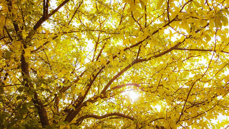Fall yellow tree stock image. Image of landscape, color - 78415525