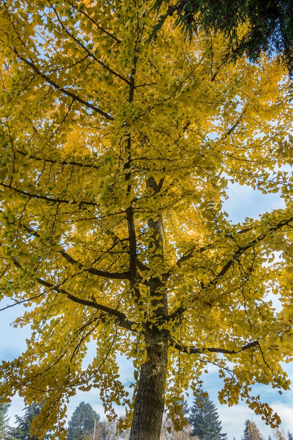Fall Yellow Tree 6 stock photo. Image of yellow, landscape - 81936292
