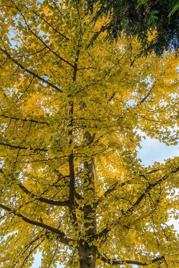 Fall Yellow Tree 7 stock image. Image of leaves, seasons - 82207555