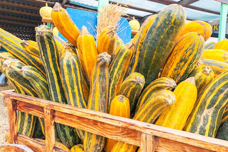 Fall Yellow and White Long Pumpkins on Display at Farmer Stock Photo ...