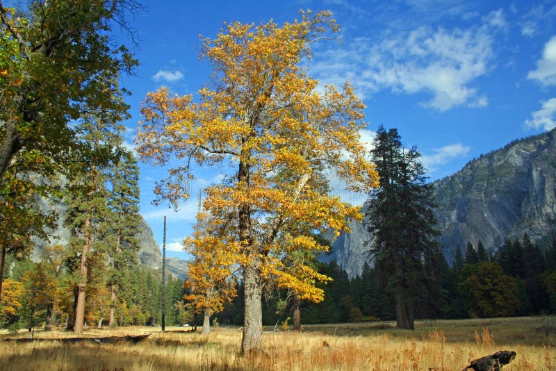 Fall in Yosemite Valley stock image. Image of park, landscape - 244202019