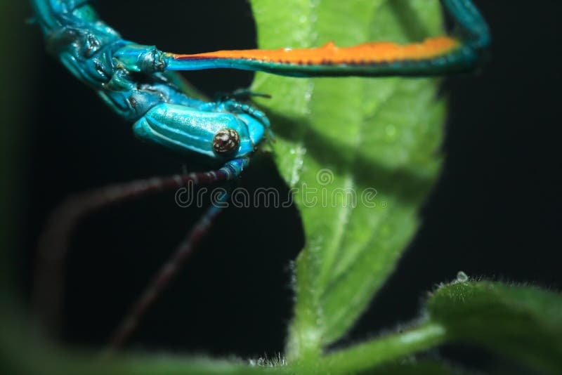 Fallax de Achrioptera foto de archivo. Imagen de brillante - 115608262