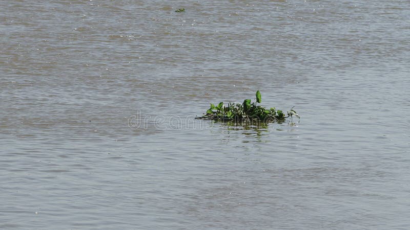 Falled Branch of Tree is Floating on Water Stock Footage - Video of ...