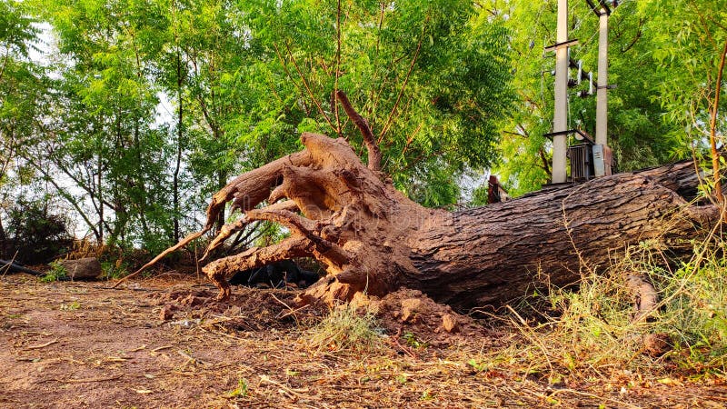 Fallen Neem Tree Cause of Heavy Thunderstorm Stock Image - Image of ...