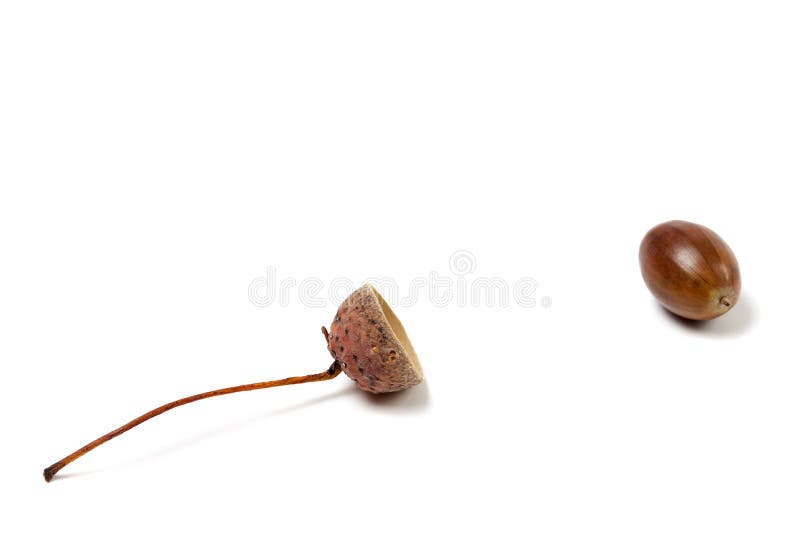 Fallen acorn stock photo. Image of empty, closeup, dried - 26705856