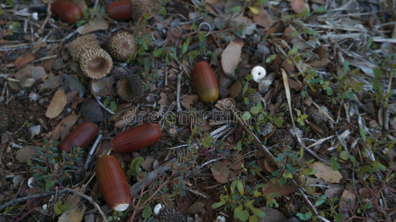 Fallen acorns stock image. Image of dusty, ground, fallen - 134328879